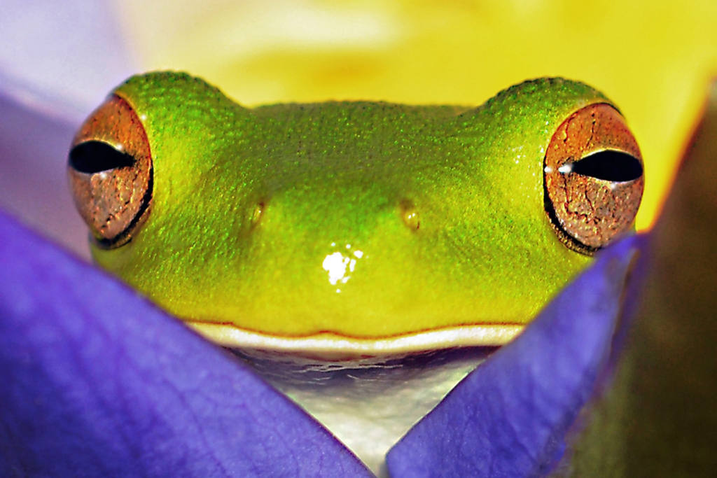 “Eat this frog” – a few tips on being a digital nomad | Vstorm